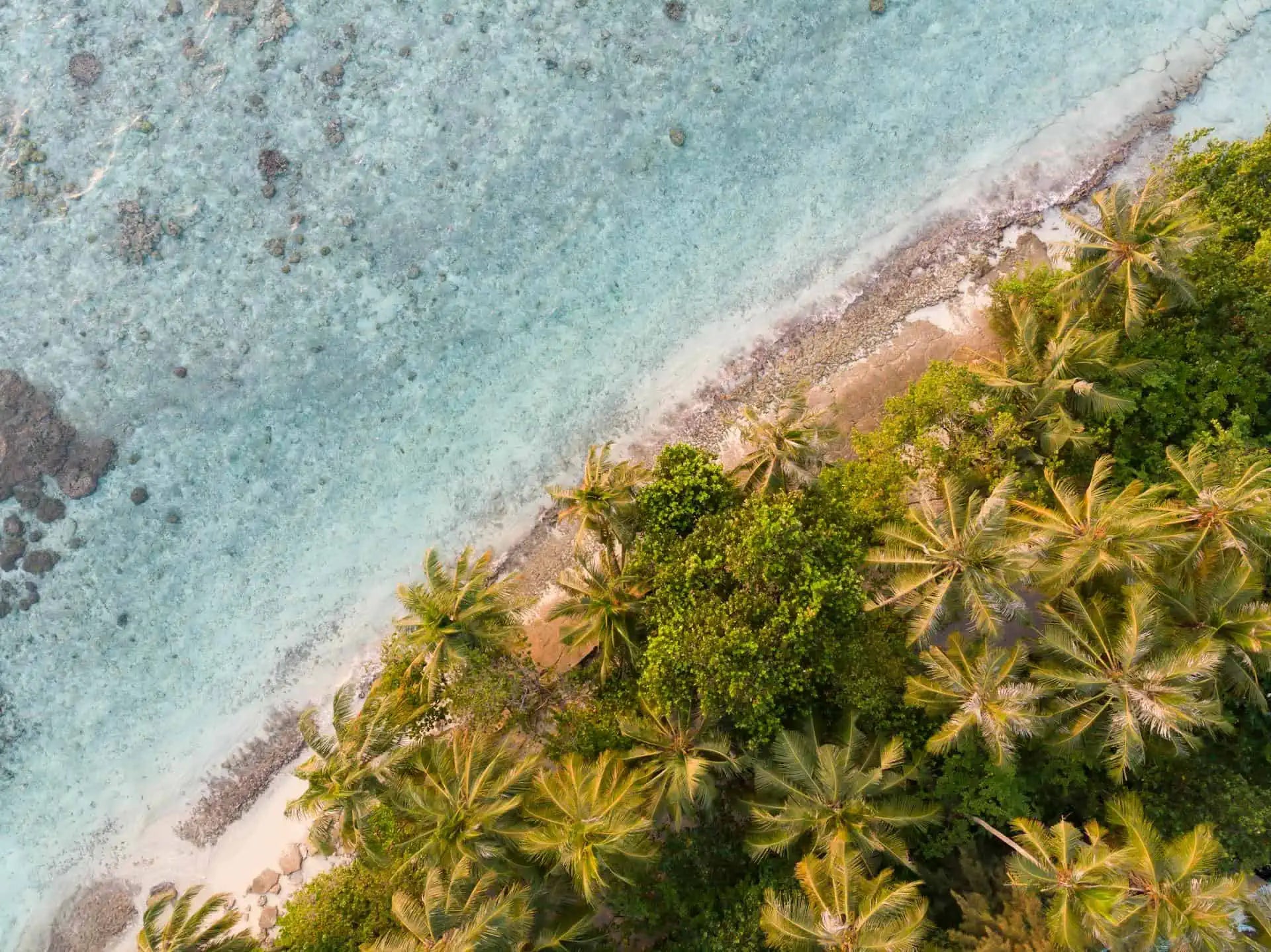 Eva Kava: Exploring Its Unique Place in Pacific Islander Traditions ...